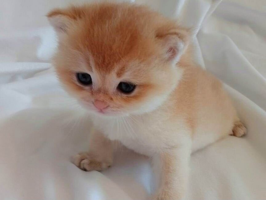Котята Золотая шиншилла