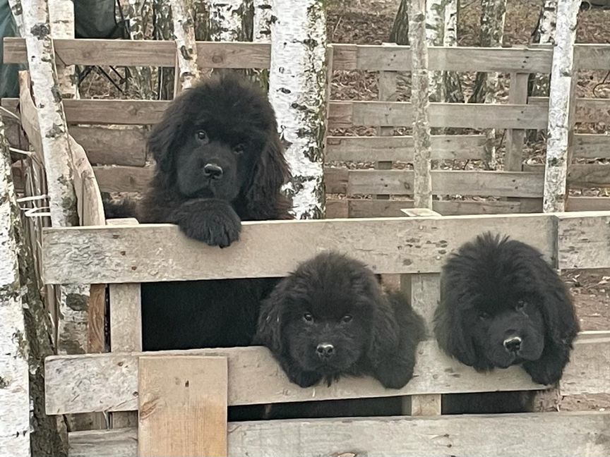 Ньюфаундленд 3 суки, щенки