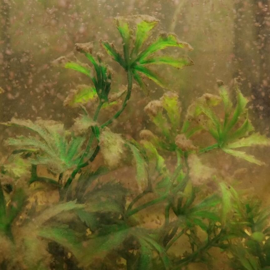 Дафния живая