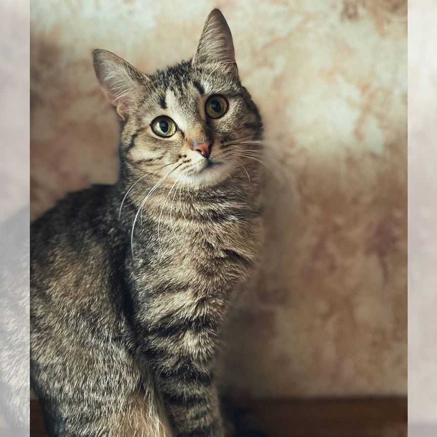 Нежная кошка ищет дом и добрые руки
