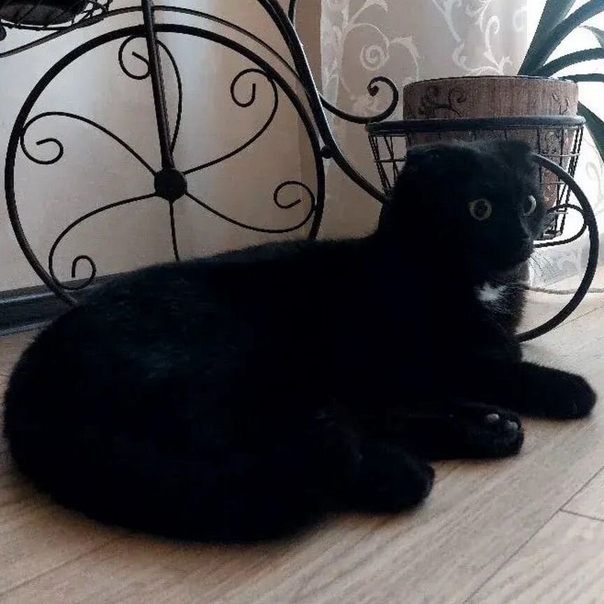 Британский короткошёрстный, взрослый кот