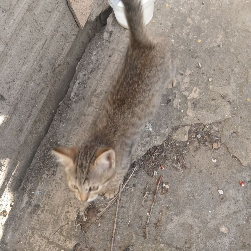 Отдам бесплатно