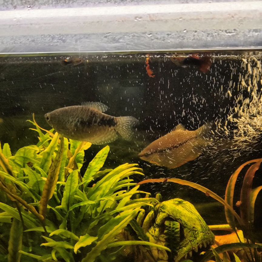 Гурами гуппи