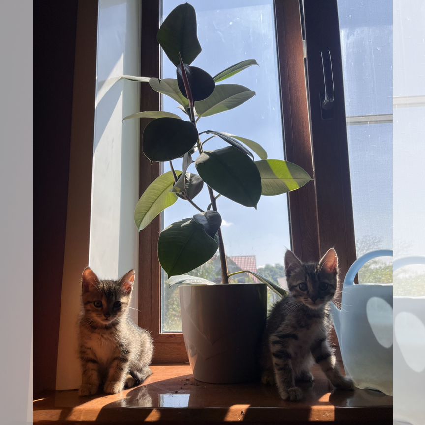 Котята в добрые руки даром