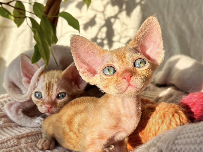 Котята девон-рекс