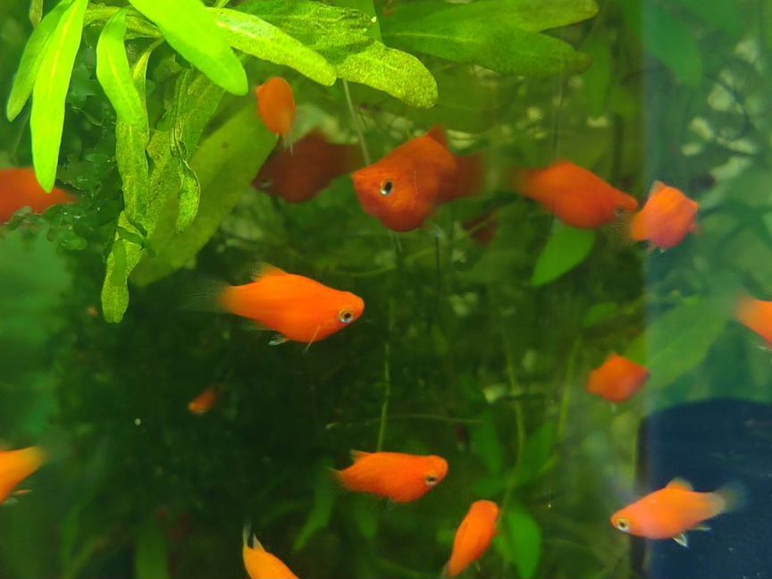 Пицилия Красная