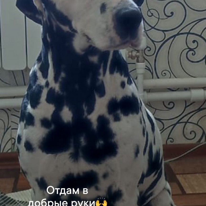 Отдам в добрые руки Далматинца