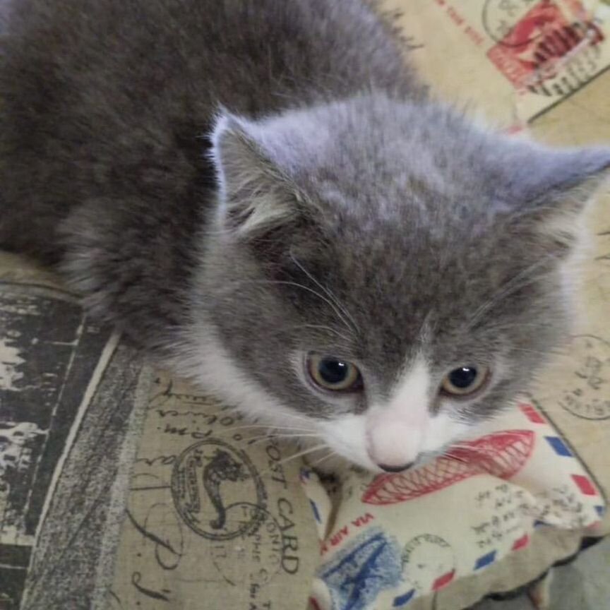 Котянок в добрые руки