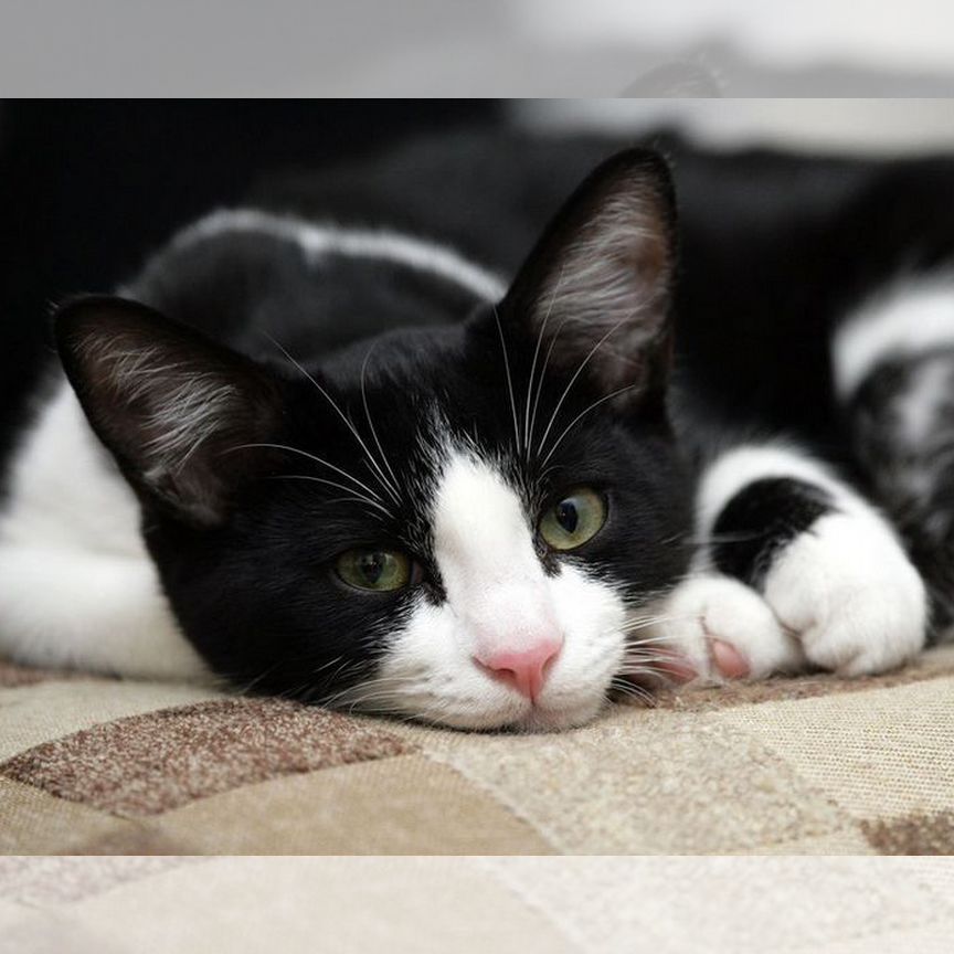 Взрослый кот в добрые руки