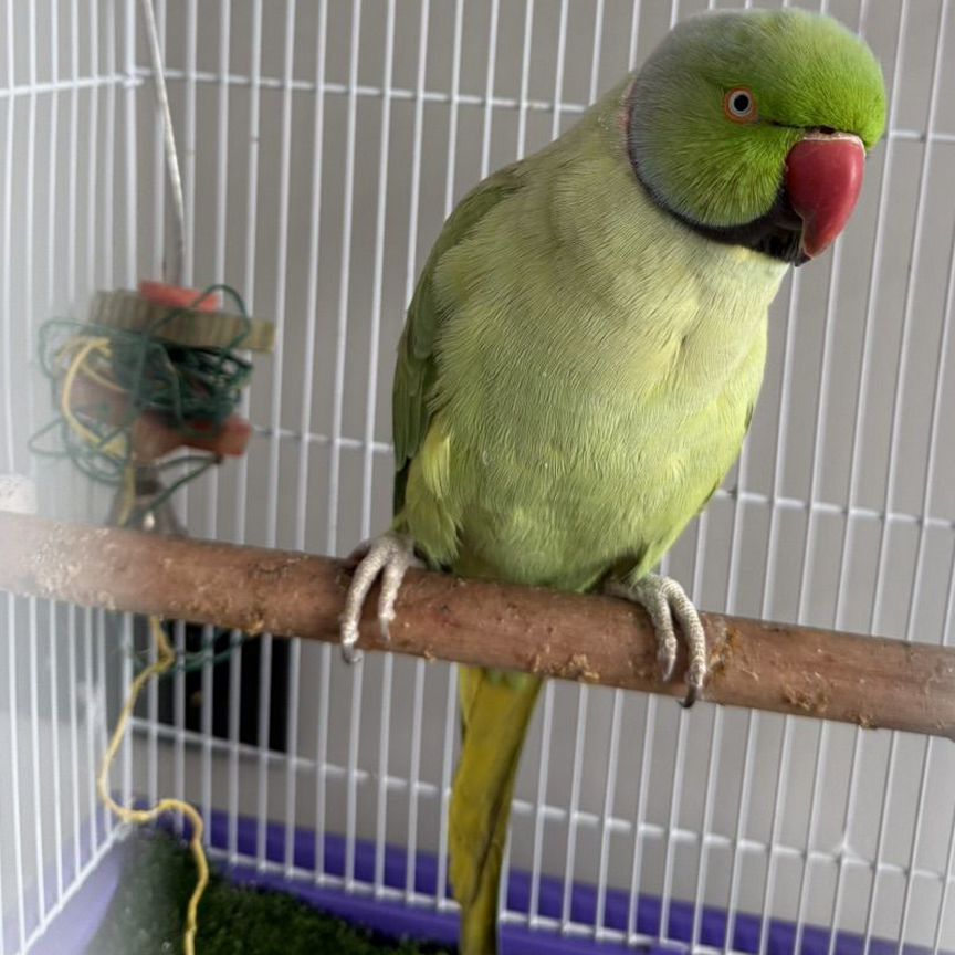 Ожереловый попугай