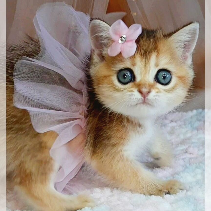 Шотландская золотая принцесса с документами