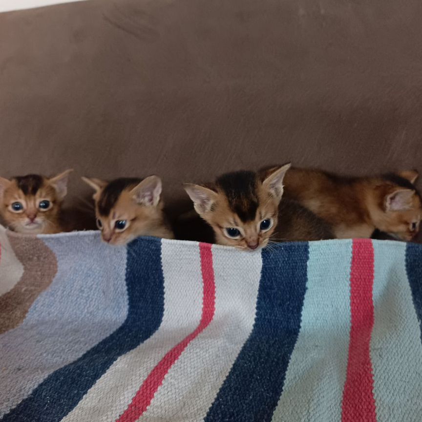 Продам котят абиссинцев