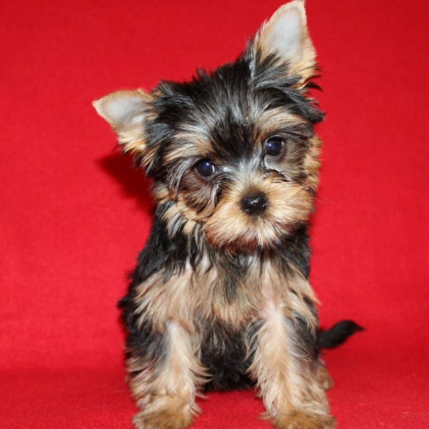Йоркширский терьер, щенок