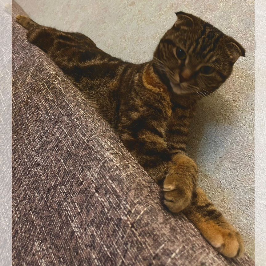 Взрослая кошка в добрые руки