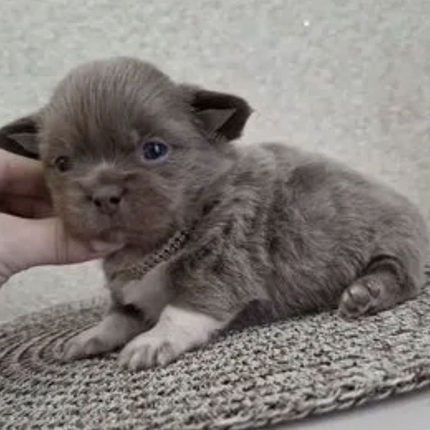 Чихуахуа, щенок