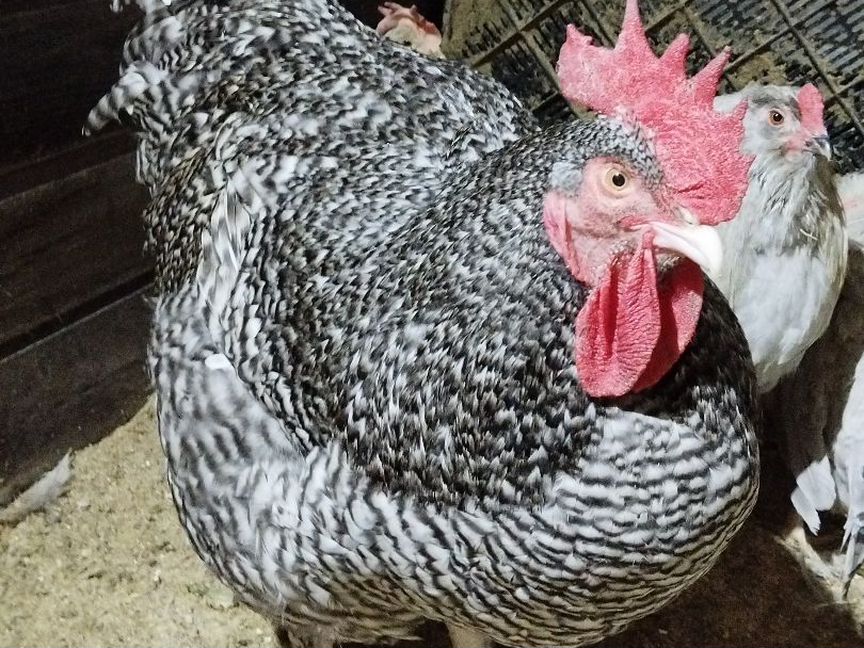 Петух и курица Мехеленская кукушка