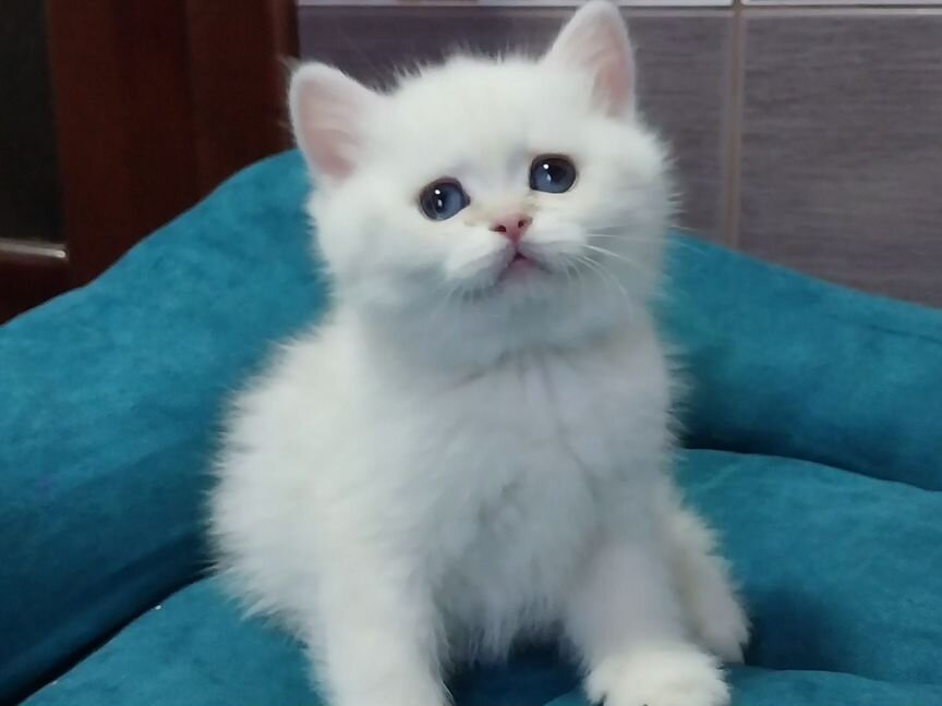 Золотая колорная шотландская девочка