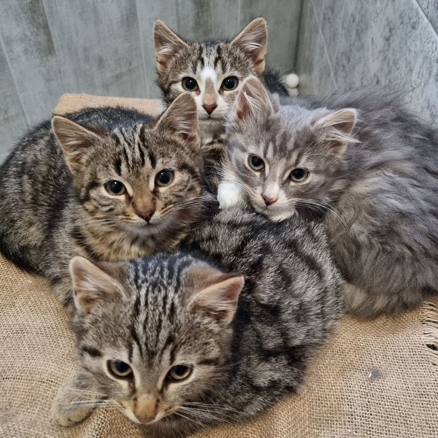 Котята в добрые руки приучены к лотку