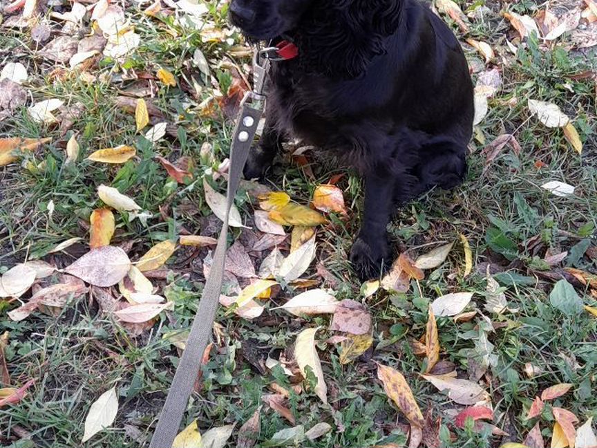 Вязка. Английский кокер спаниель, девочка