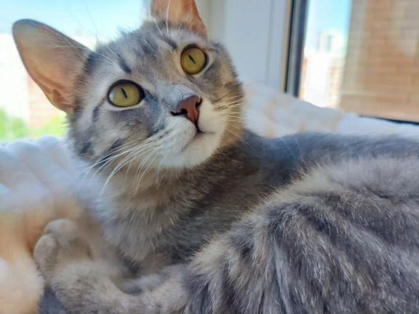 Серенькую Барселону никто не замечает