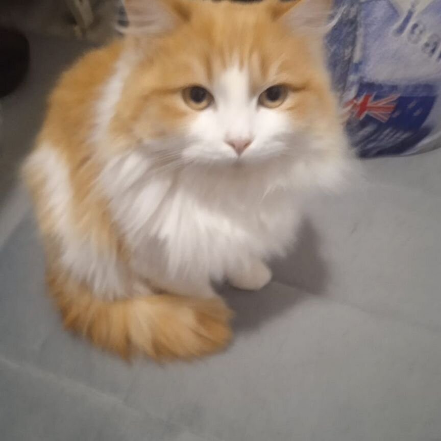 Котик, котёнок, рыжий кот