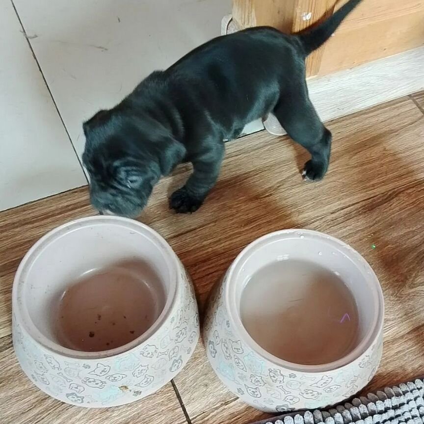 Кане-корсо, щенок