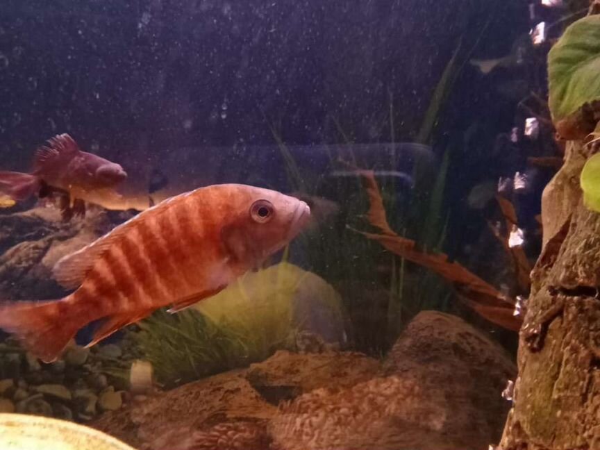 Цихлиды аулонокара майланда