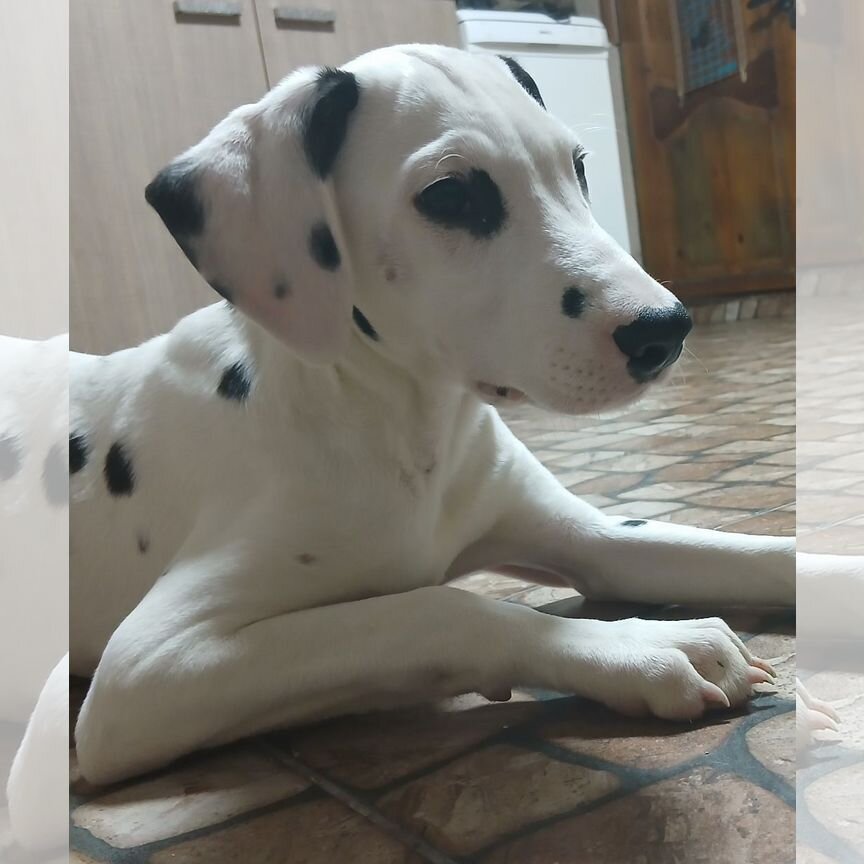 Далматин, щенок