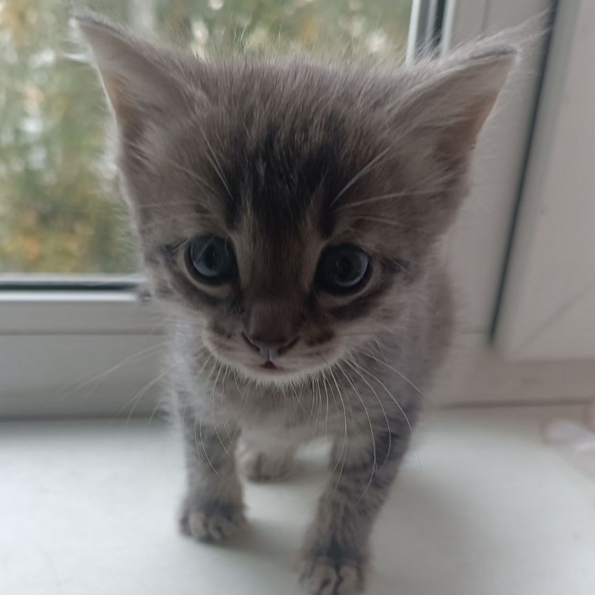 Котята в добрые руки бесплатно