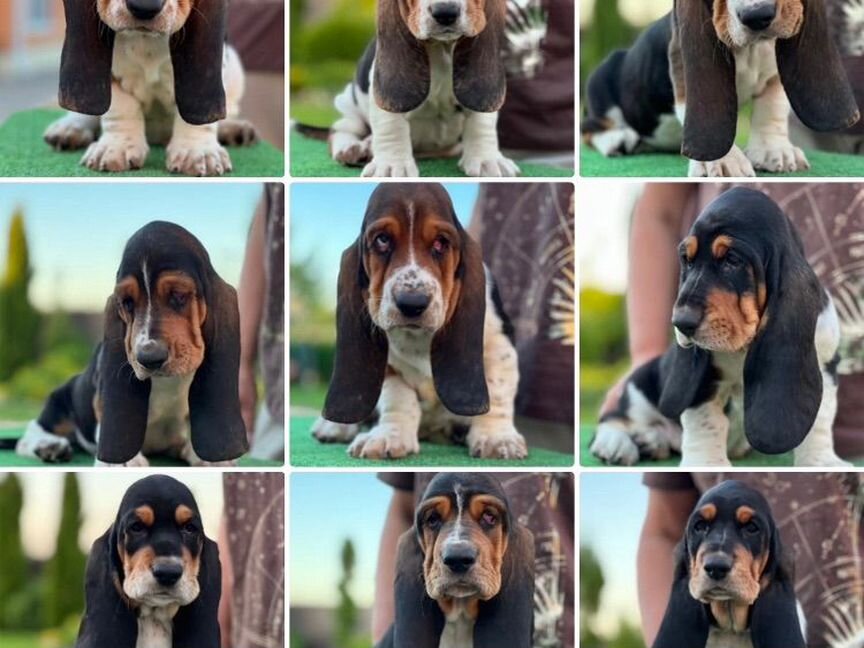 Щенки бассет хаунд