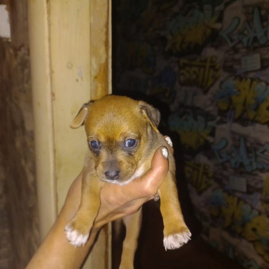 Собака в добрые руки отдам бесплатно