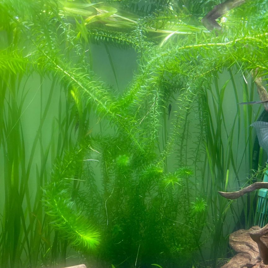 Еженедельная прополка (Элодея)