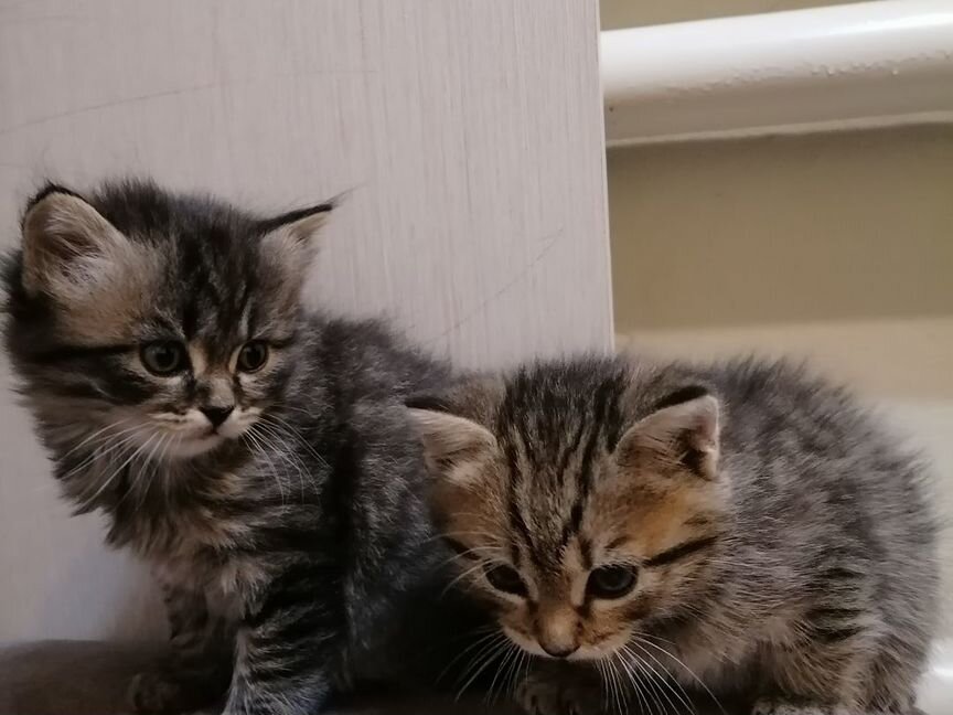 Котята от персидской кошки мышеловки