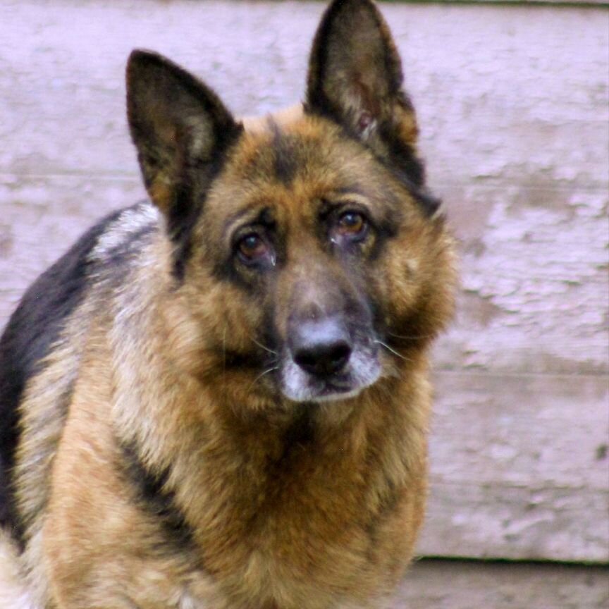 Немецкая овчарка, взрослая собака