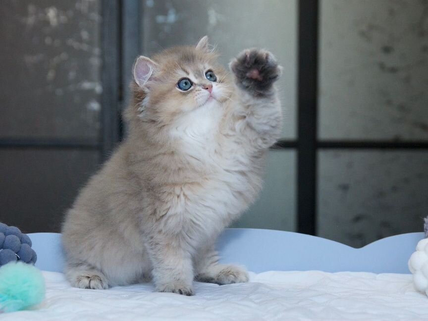 Британский длинношерстный котёнок