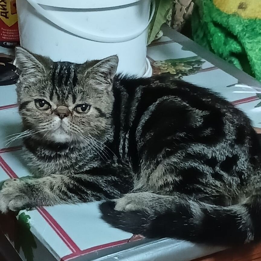 Экзотический котик