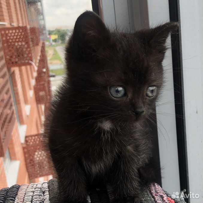 Черный голубоглазый котенок мальчик в дар ищет дом