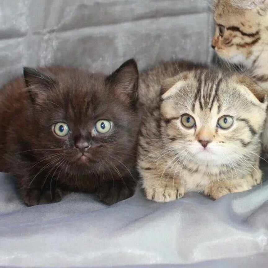 Шотландские котята