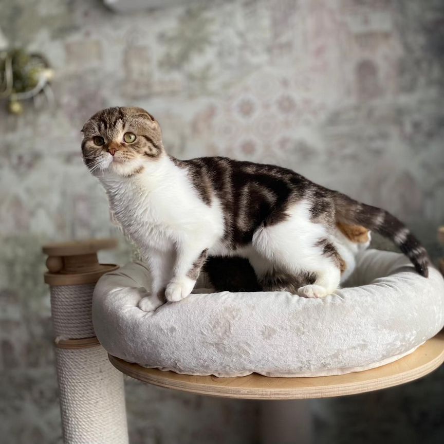 Эффектная Кармен