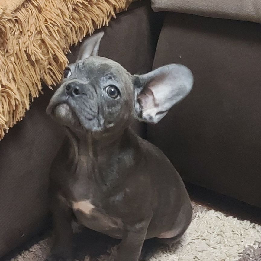 Французский бульдог