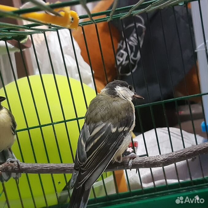 Синицы выкормыши