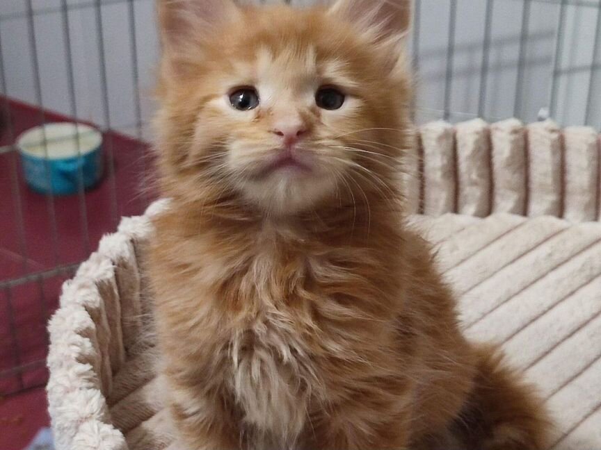 Котята мейн-кун