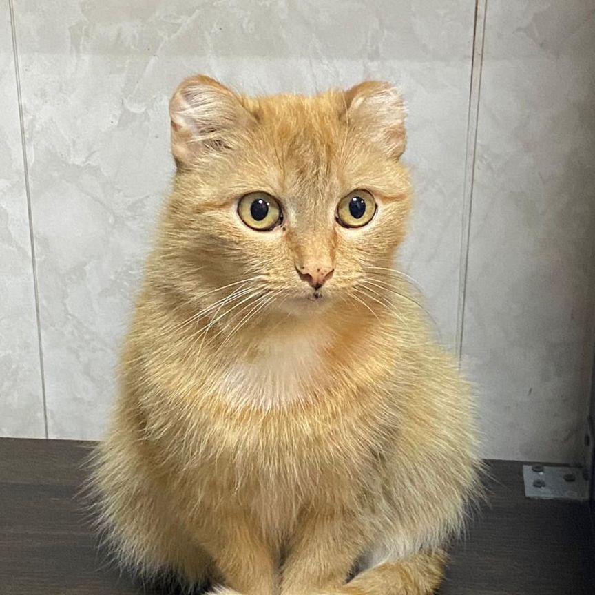 Рыжая кошечка в добрые руки