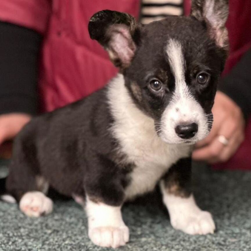 Вельш Корги Кардиган, щенок