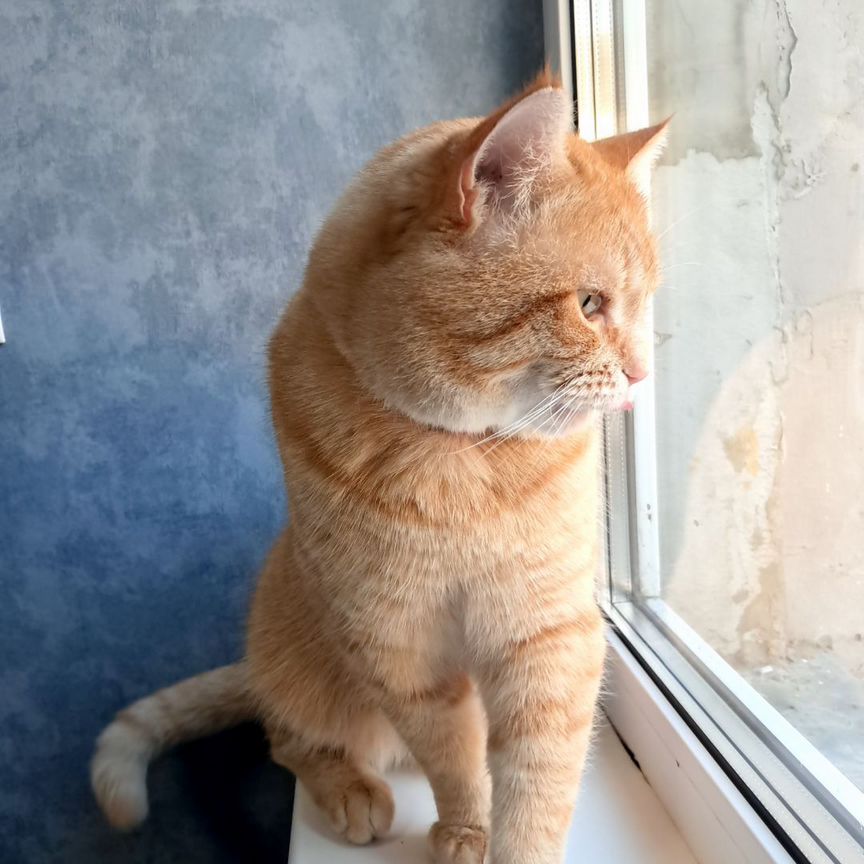 Рыжий котик в добрые руки