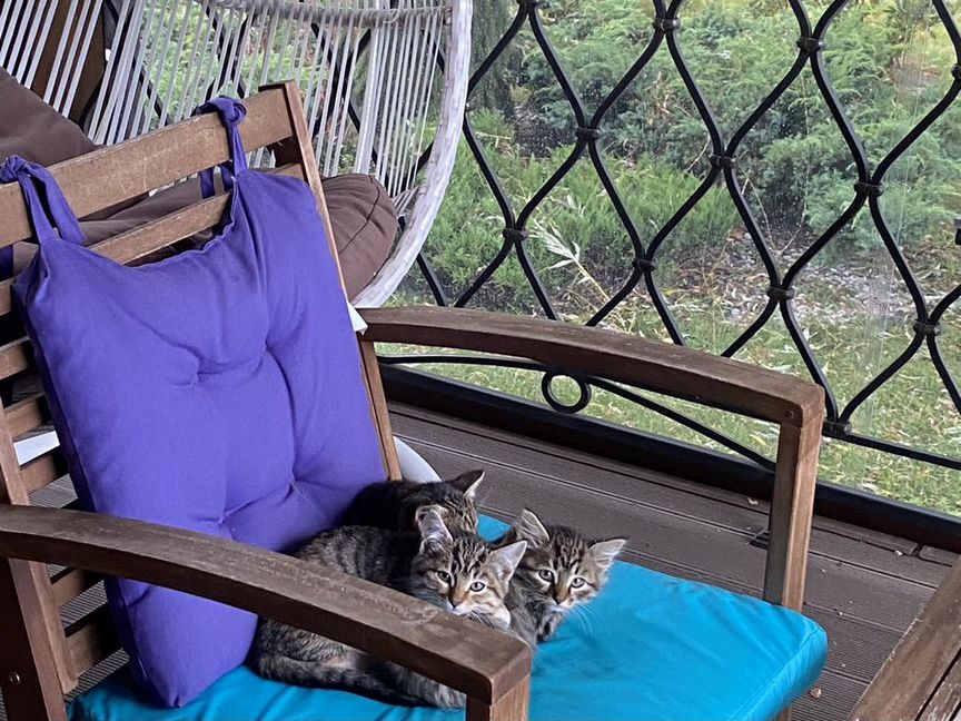 Котята в добрые руки