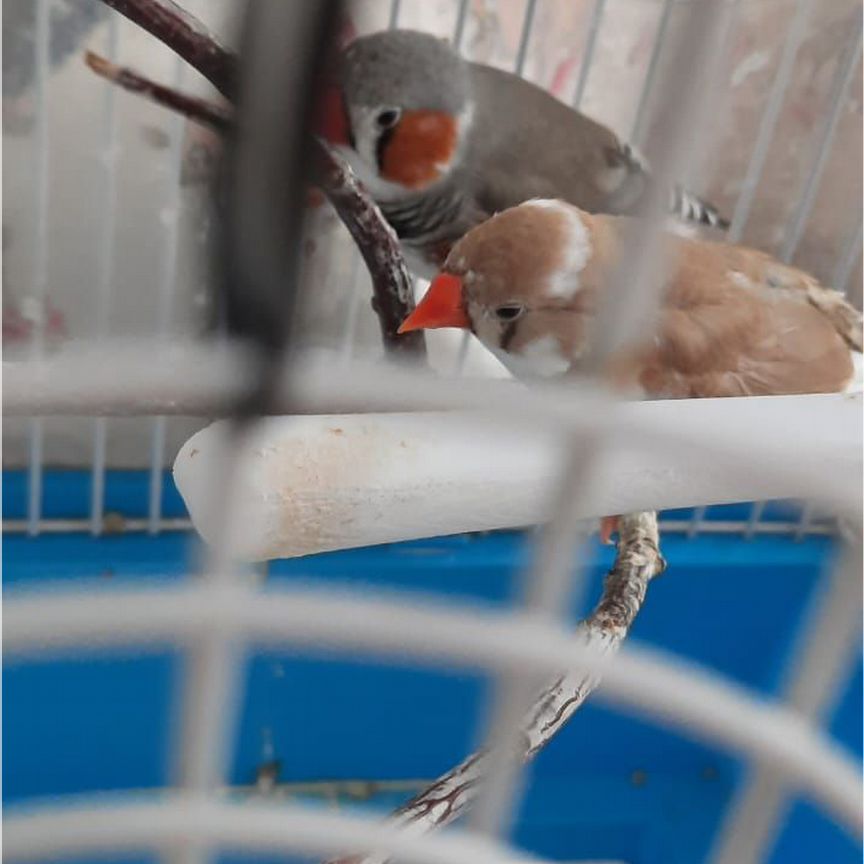 Птицы амадины