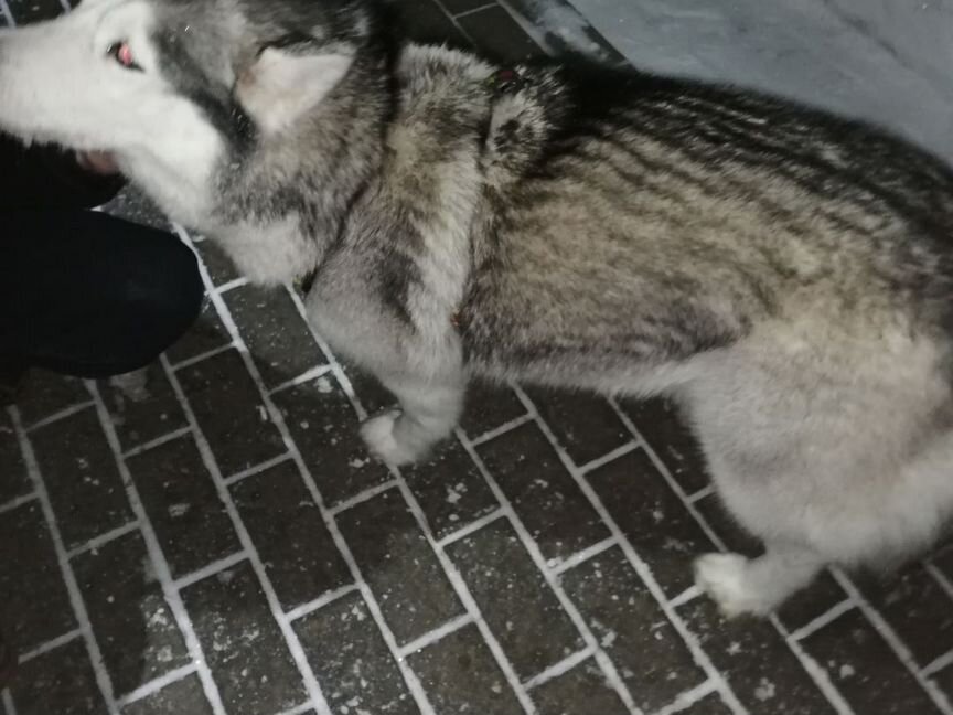 Аляскинский маламут