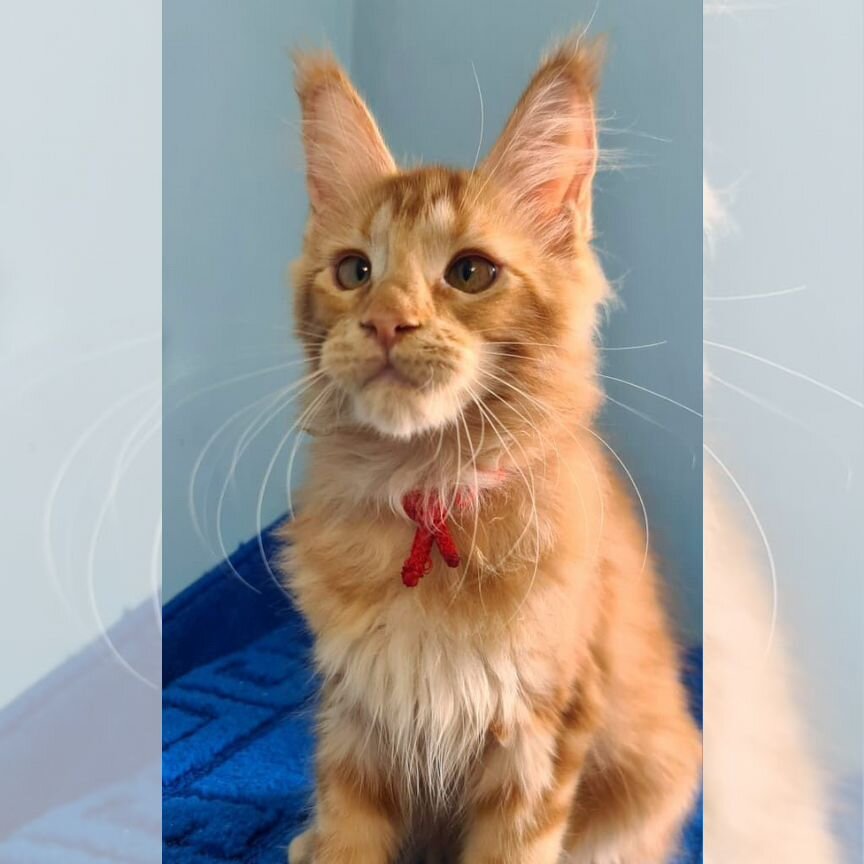 Котёнок породы Мейн-кун, MCO feemale Nifertiti