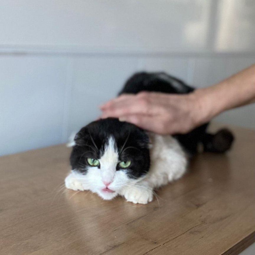 Вислоушка Мери в семью